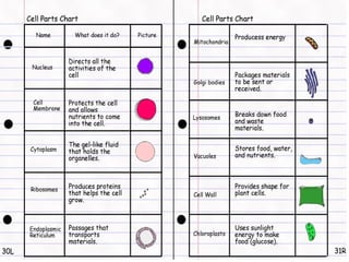 Cell - cell structure - Tissues, Organ systems and organisms (IGCSE ...