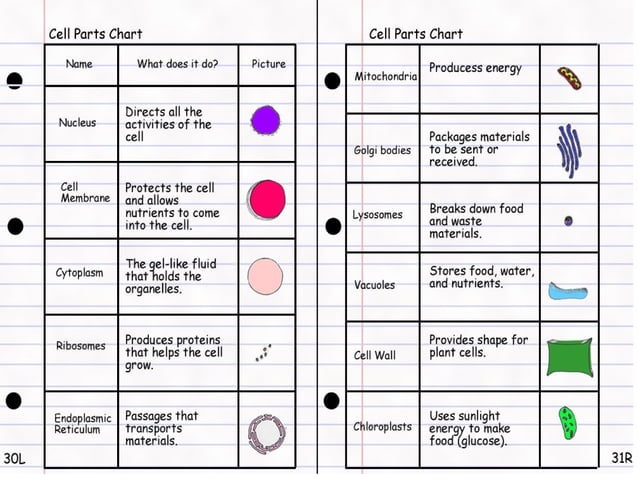 Cell - cell structure - Tissues, Organ systems and organisms (IGCSE ...