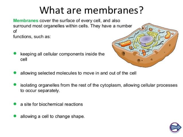 Cell - cell structure - Tissues, Organ systems and organisms (IGCSE ...