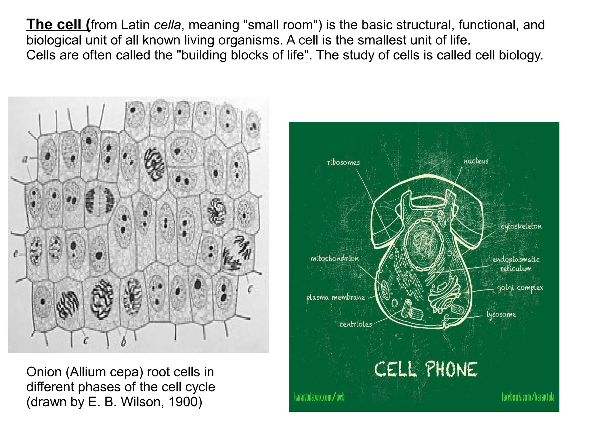 Cells cell structure-cells and organisms | PDF
