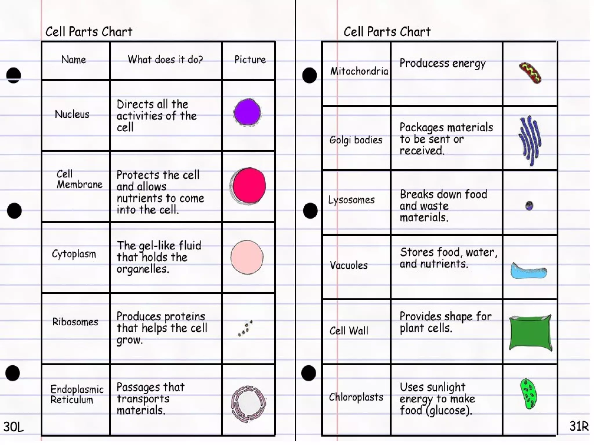 Cells cell structure-cells and organisms | PDF