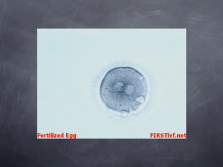 Cells- growth and repair | KEY