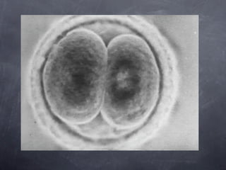 Cells- growth and repair | KEY