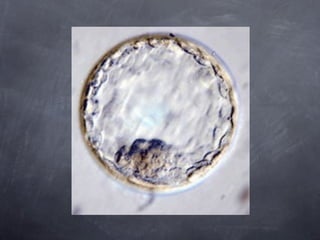 Cells- growth and repair | KEY