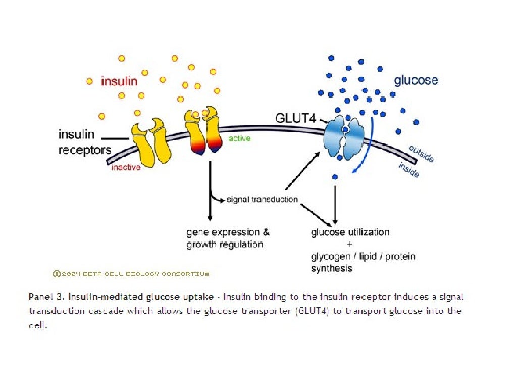 Honors Biology: Cells & Insulin