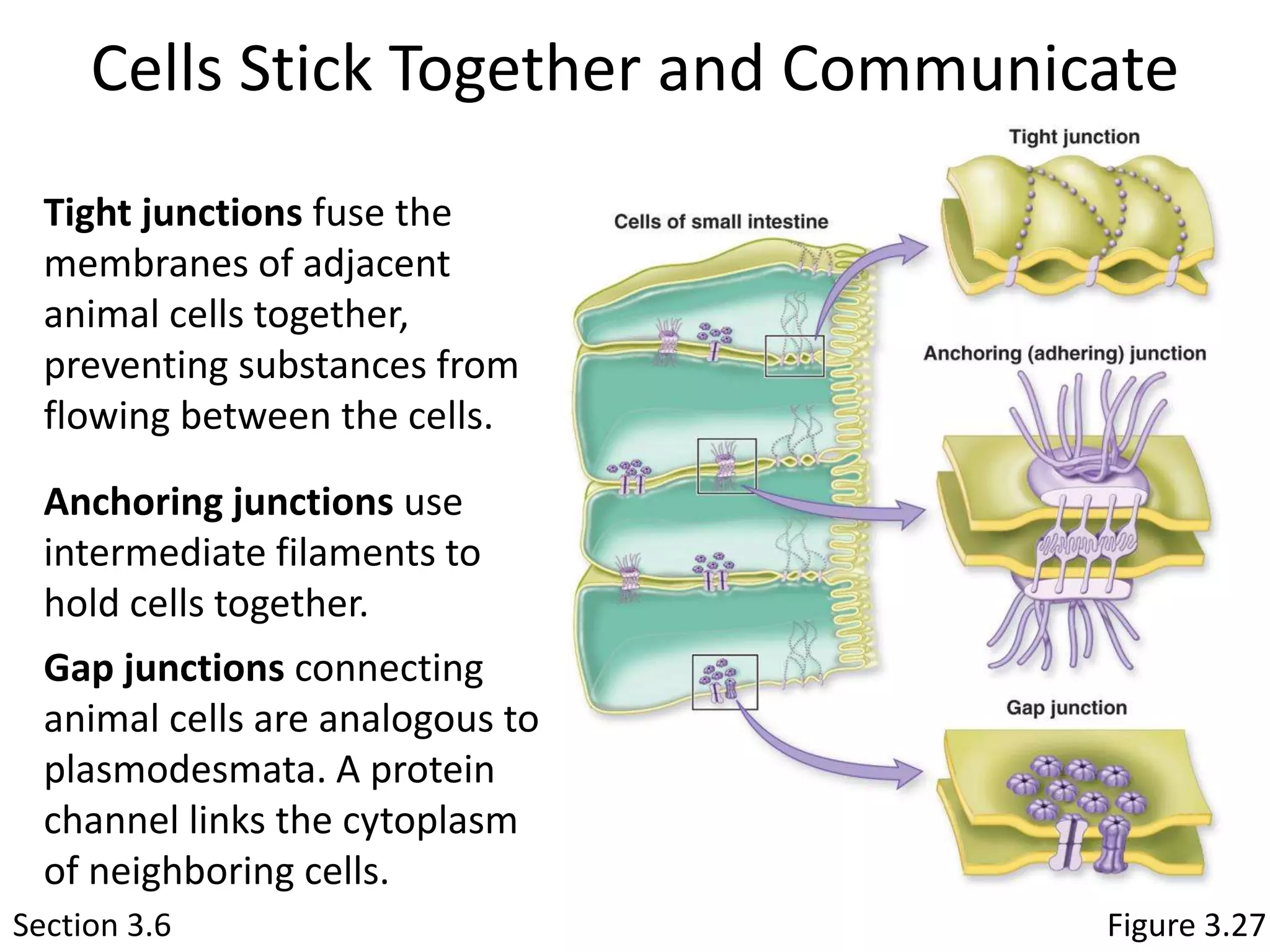 Cells organelles pt 3 | PPTX