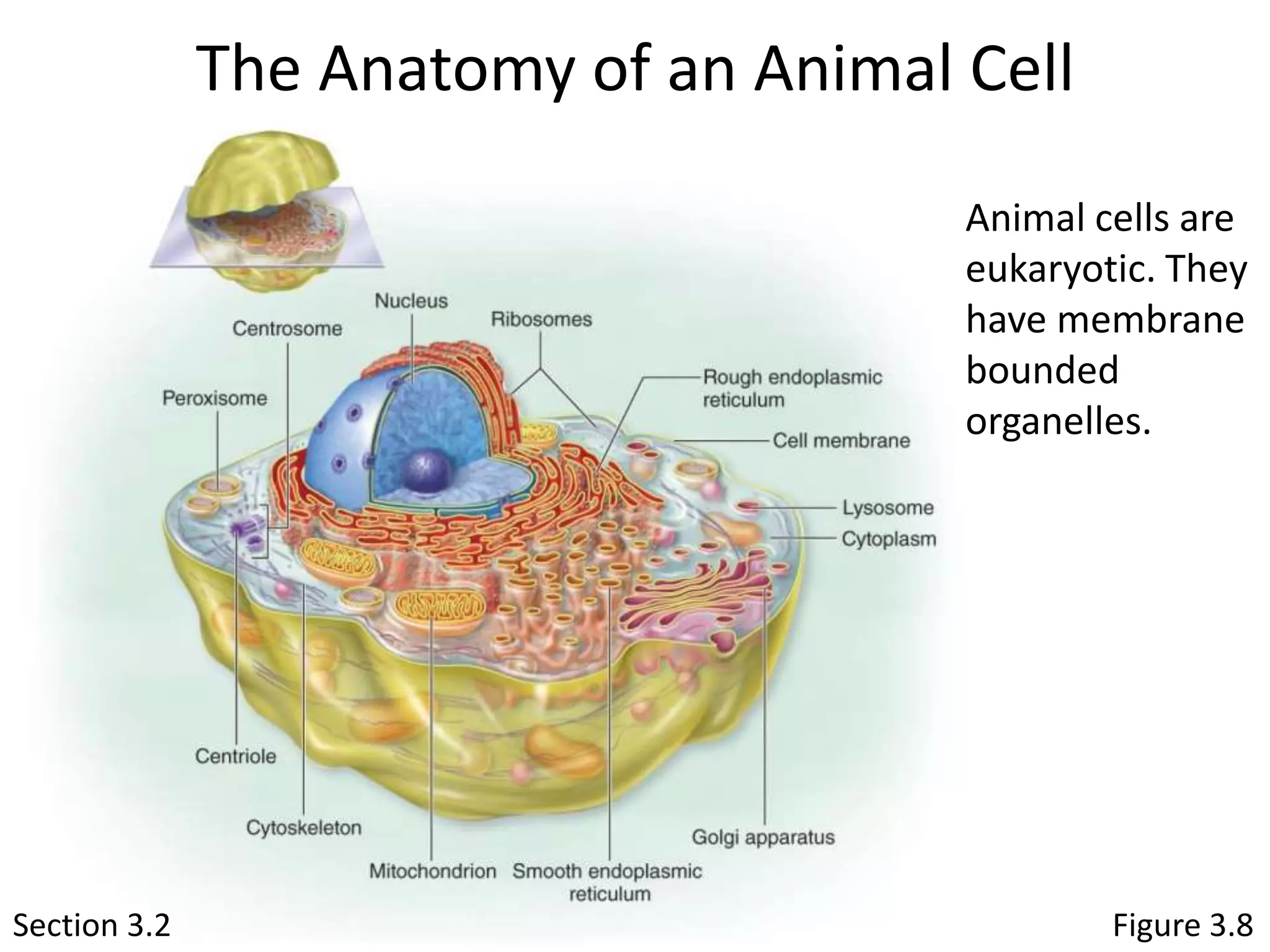Cells organelles pt 3 | PPTX
