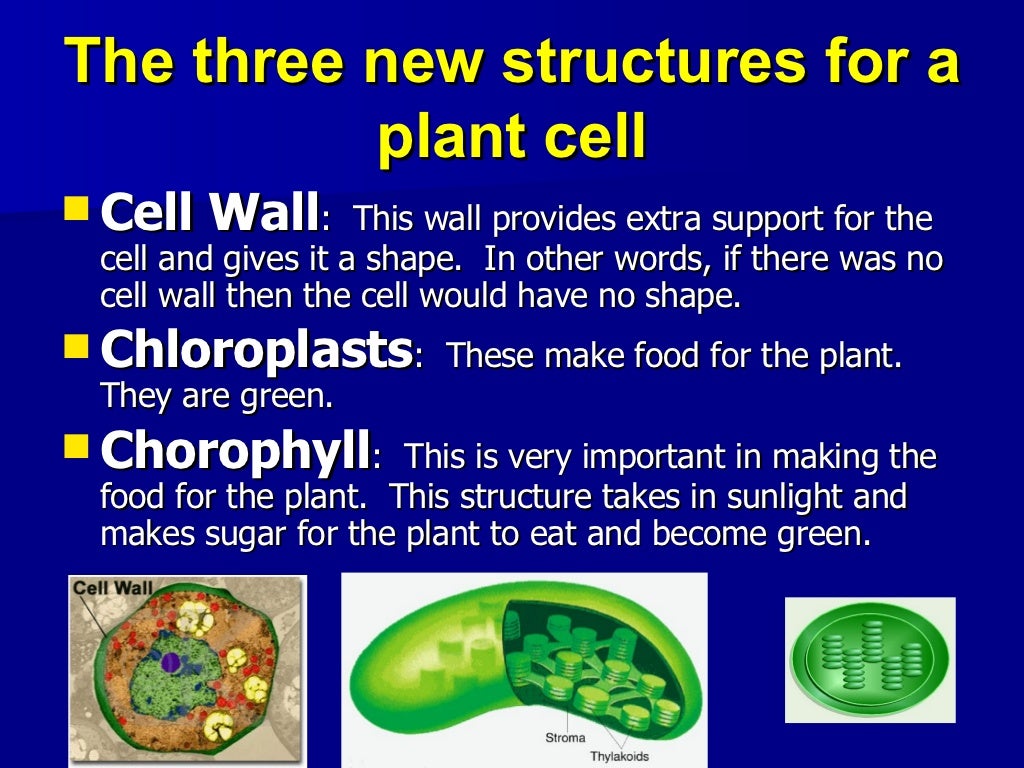 Cells Powerpoint Presentation