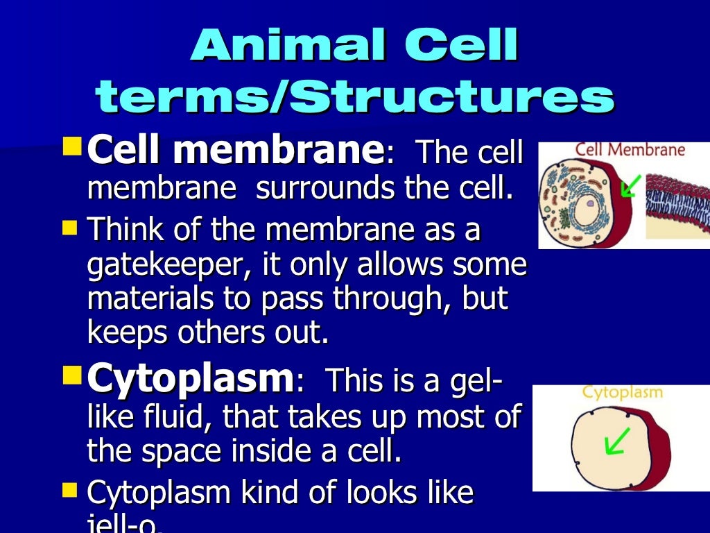 Cells Powerpoint Presentation