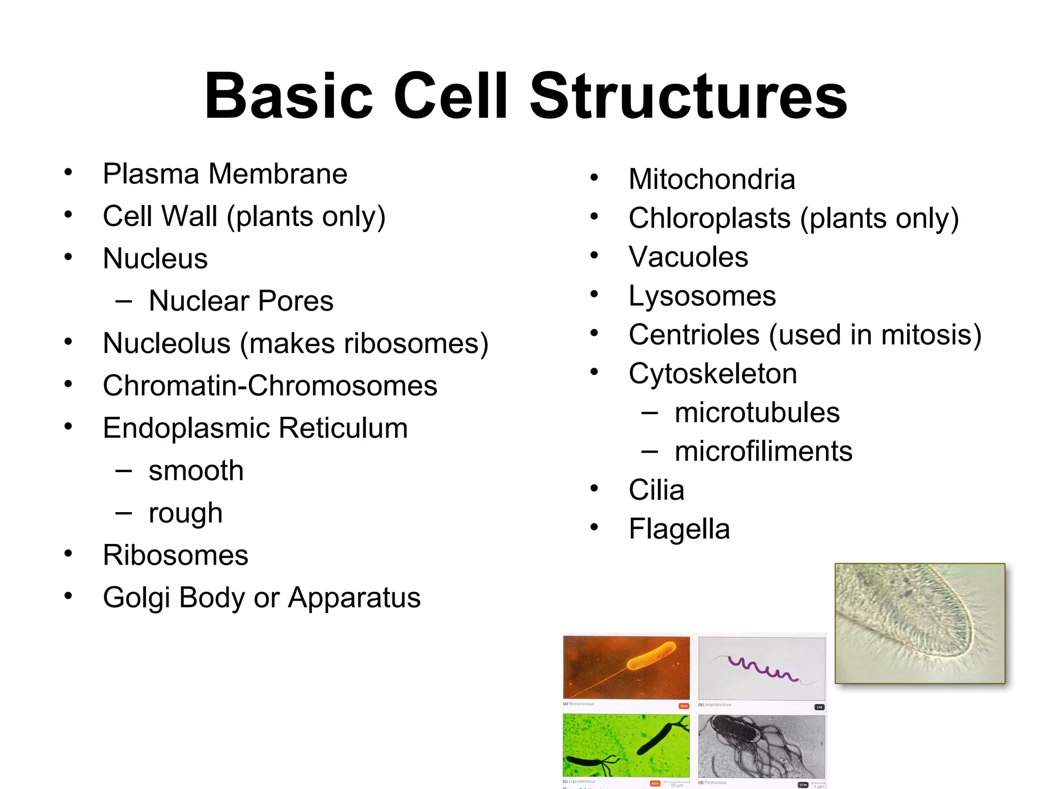 Cells Review | PPT
