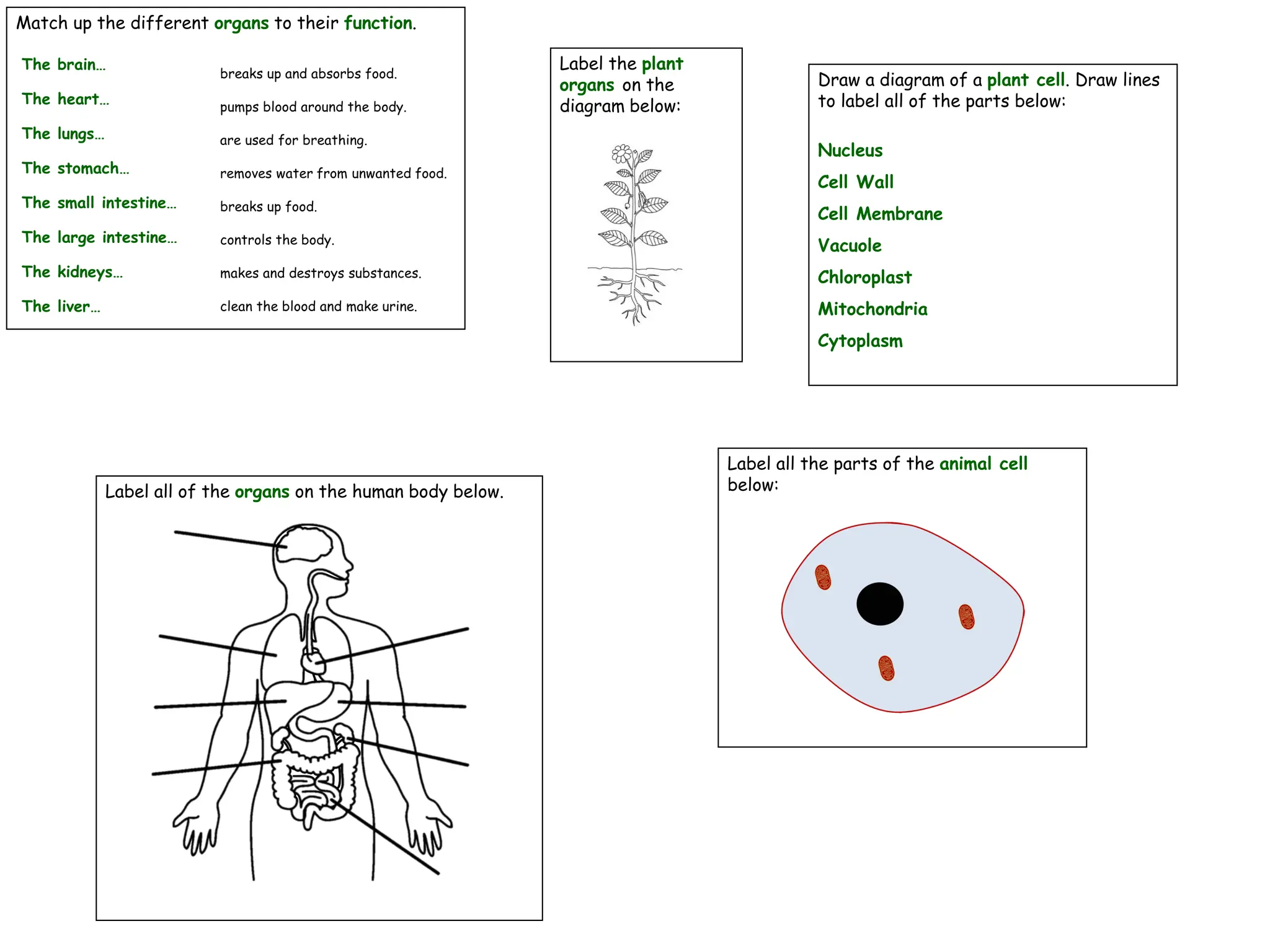 Cells-Revision-Worksheet-1 secondary school | PDF