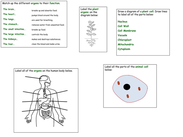Cells-Revision-Worksheet-1 secondary school | PPT
