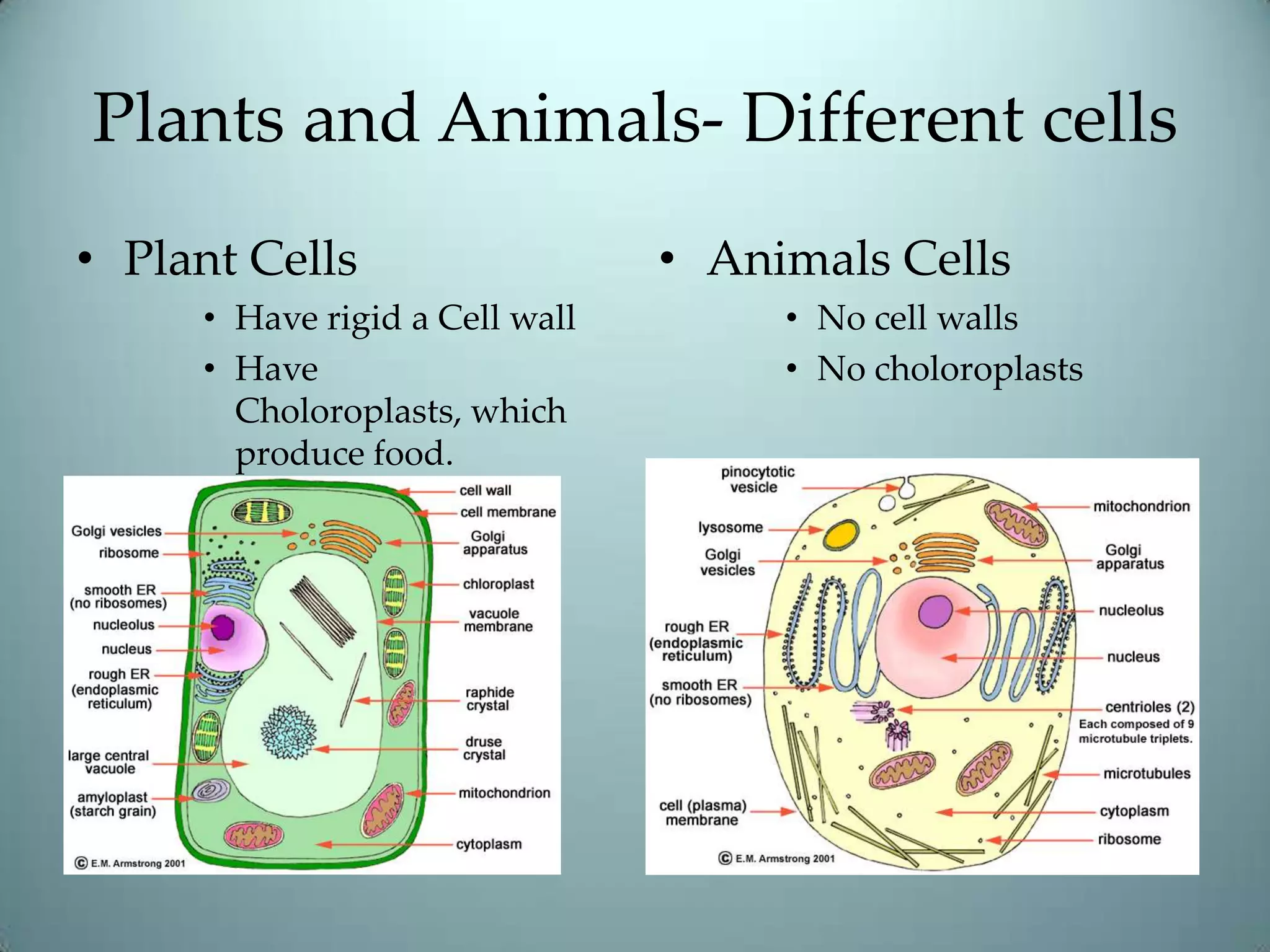 Cells the structure of life | PPTX