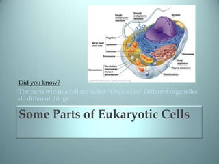 Cells the structure of life | PPT