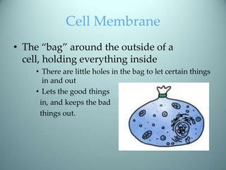 Cells the structure of life | PPT