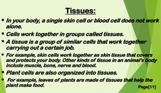 Cells tissues-organs-4 | PPT