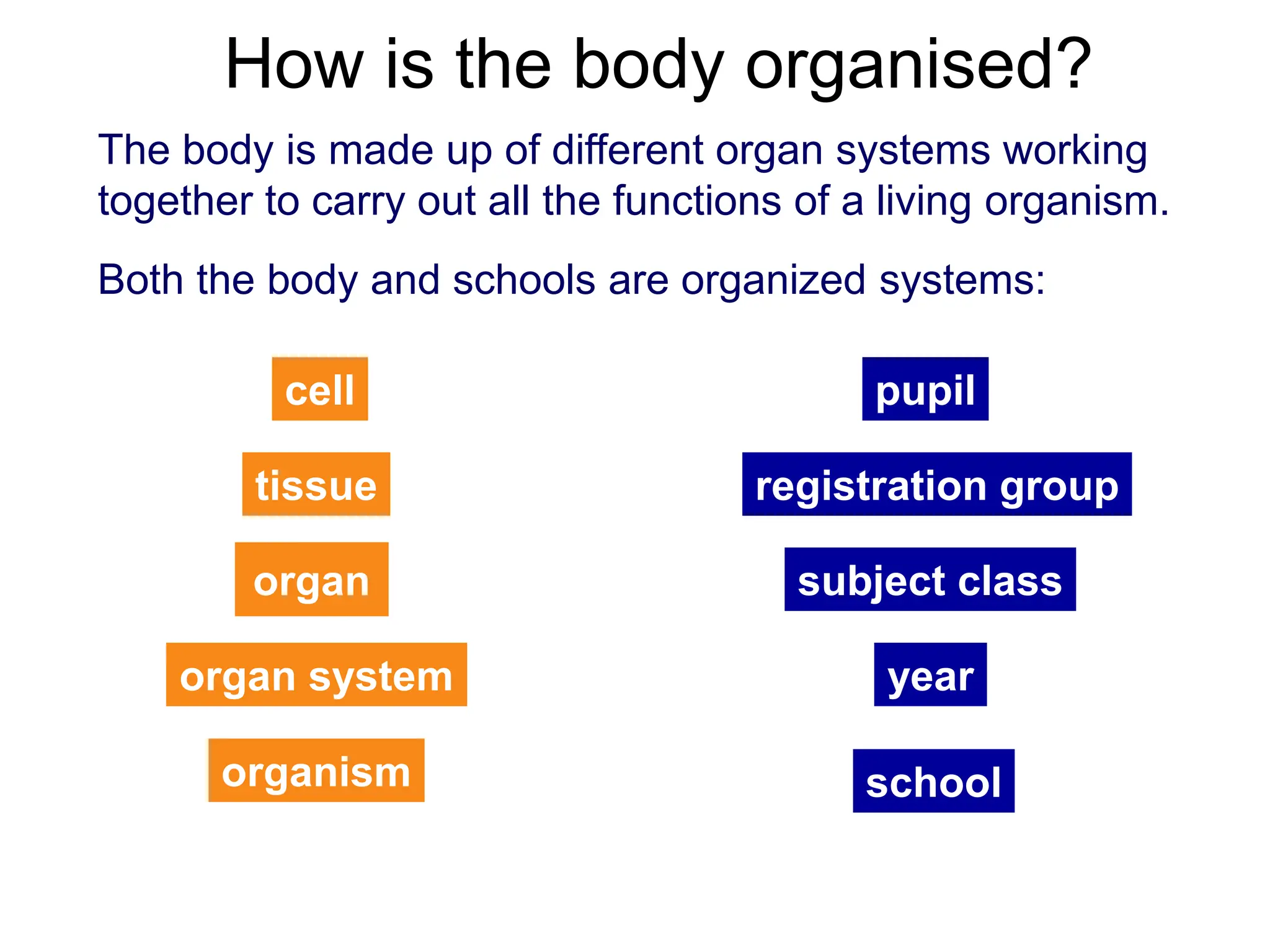 cells-tissues-organs-and-systems OF BODY.ppt