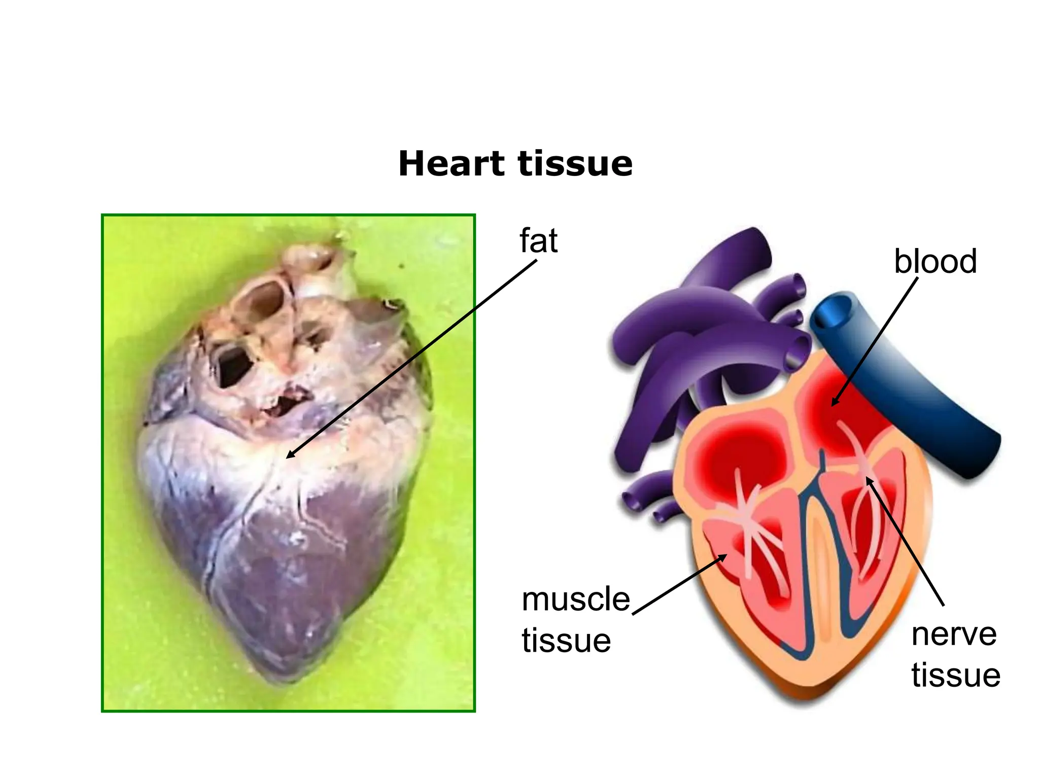 cells-tissues-organs-and-systems OF BODY.ppt