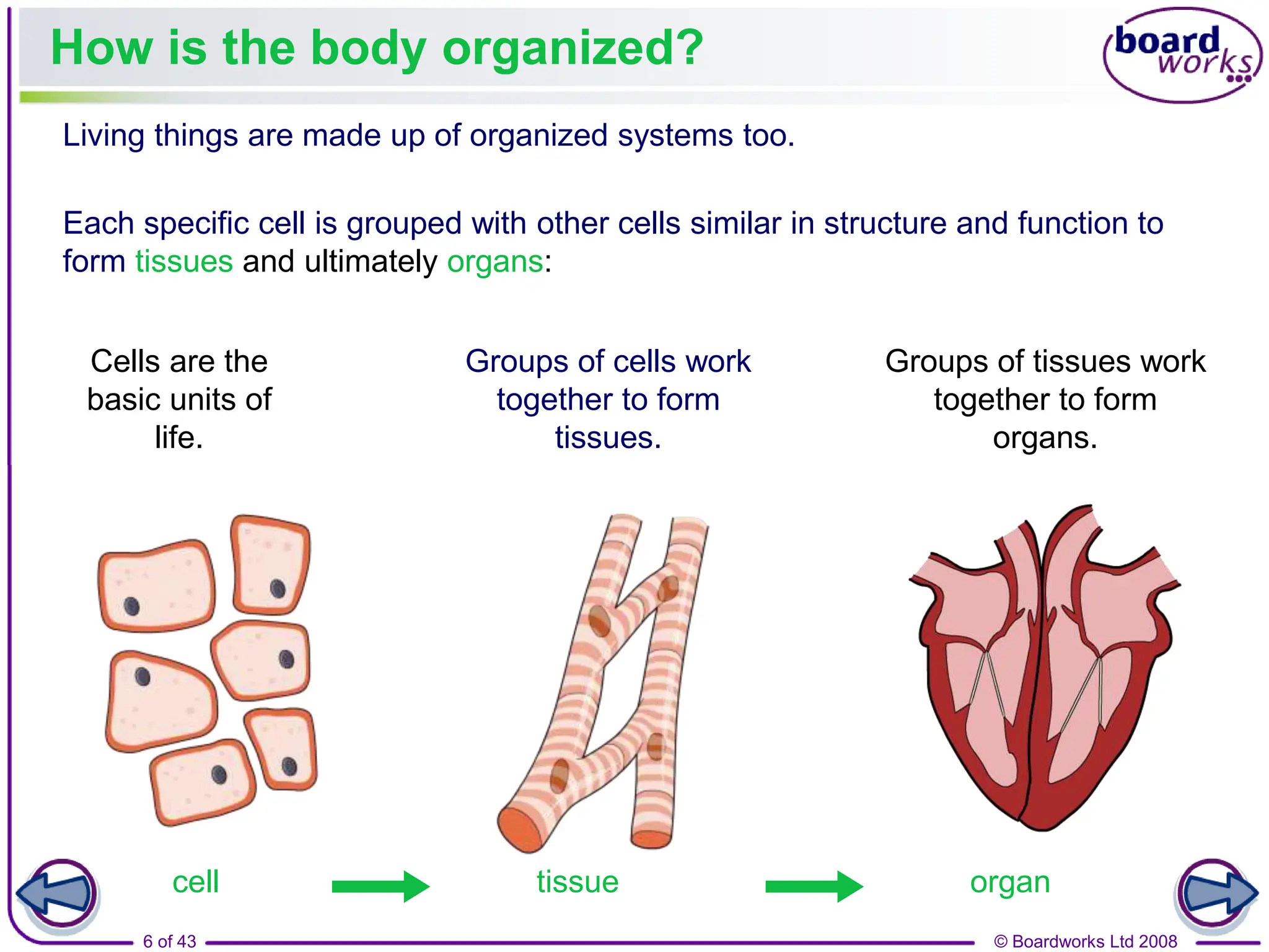 cells-tissues-organs-and-systems OF BODY.ppt