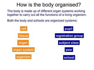cells-tissues-organs-and-systems OF BODY.ppt