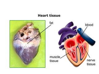 cells-tissues-organs-and-systems OF BODY.ppt