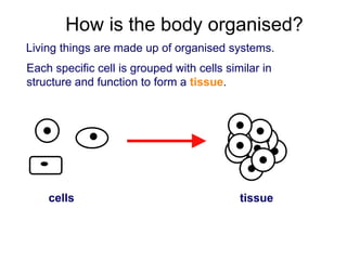 Ppt Cells Tissues Organs And Systems Powerpoint A Guide To The