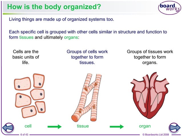 cells-tissues-organs-and-systems OF BODY.ppt