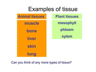 cells-tissues-organs-and-systems OF BODY.ppt