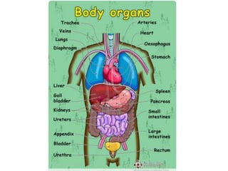 cells-tissues-organs-and-systems OF BODY.ppt