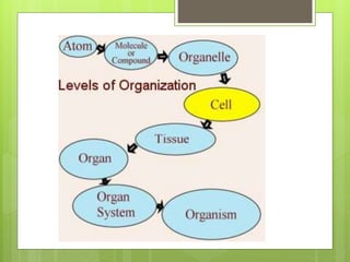 cells-to-organisms.ppt