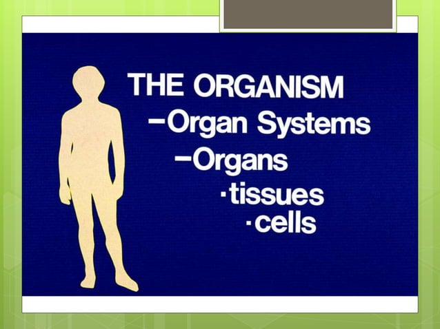cells-to-organisms.ppt