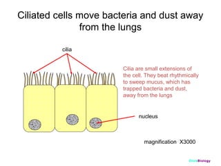 Ciliated Cell Diagram