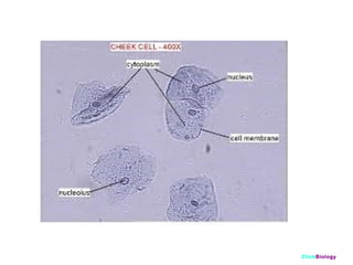 Cheek Cell 400x Diagram