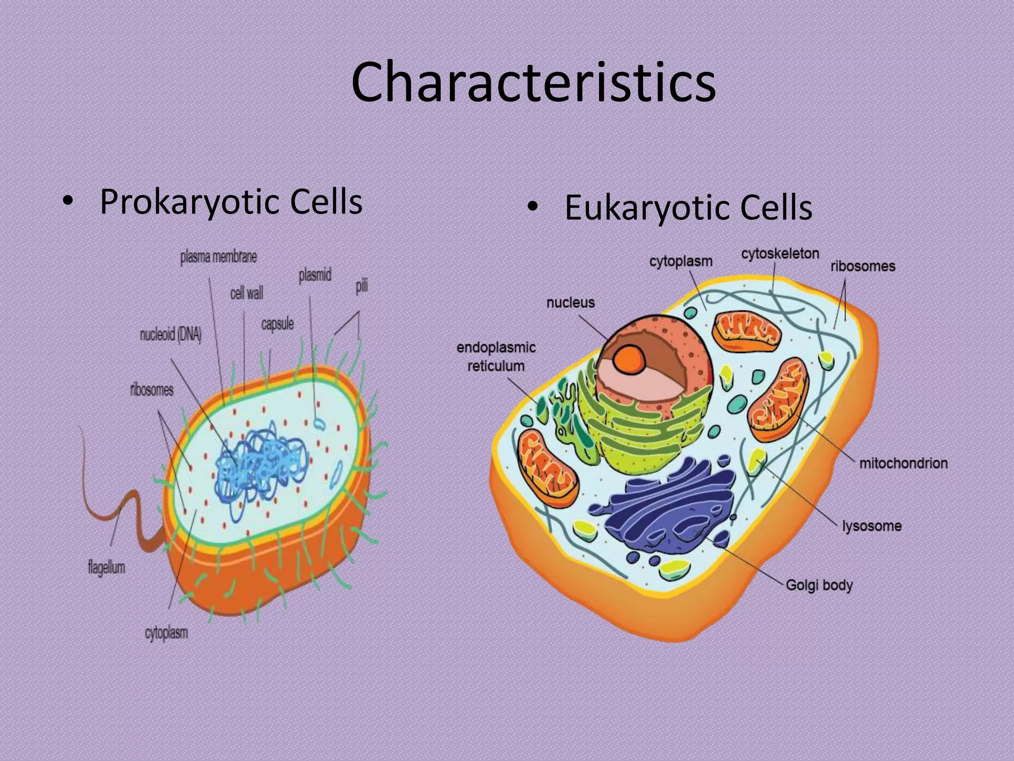 Prokaryotic and Eukaryotic Cells | PPTX