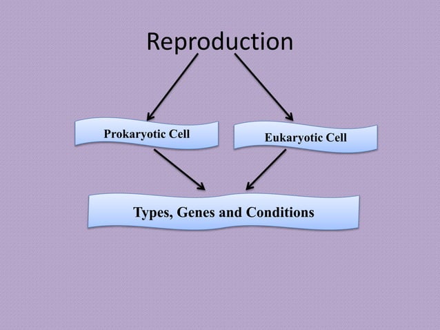 Prokaryotic and Eukaryotic Cells | PPTX