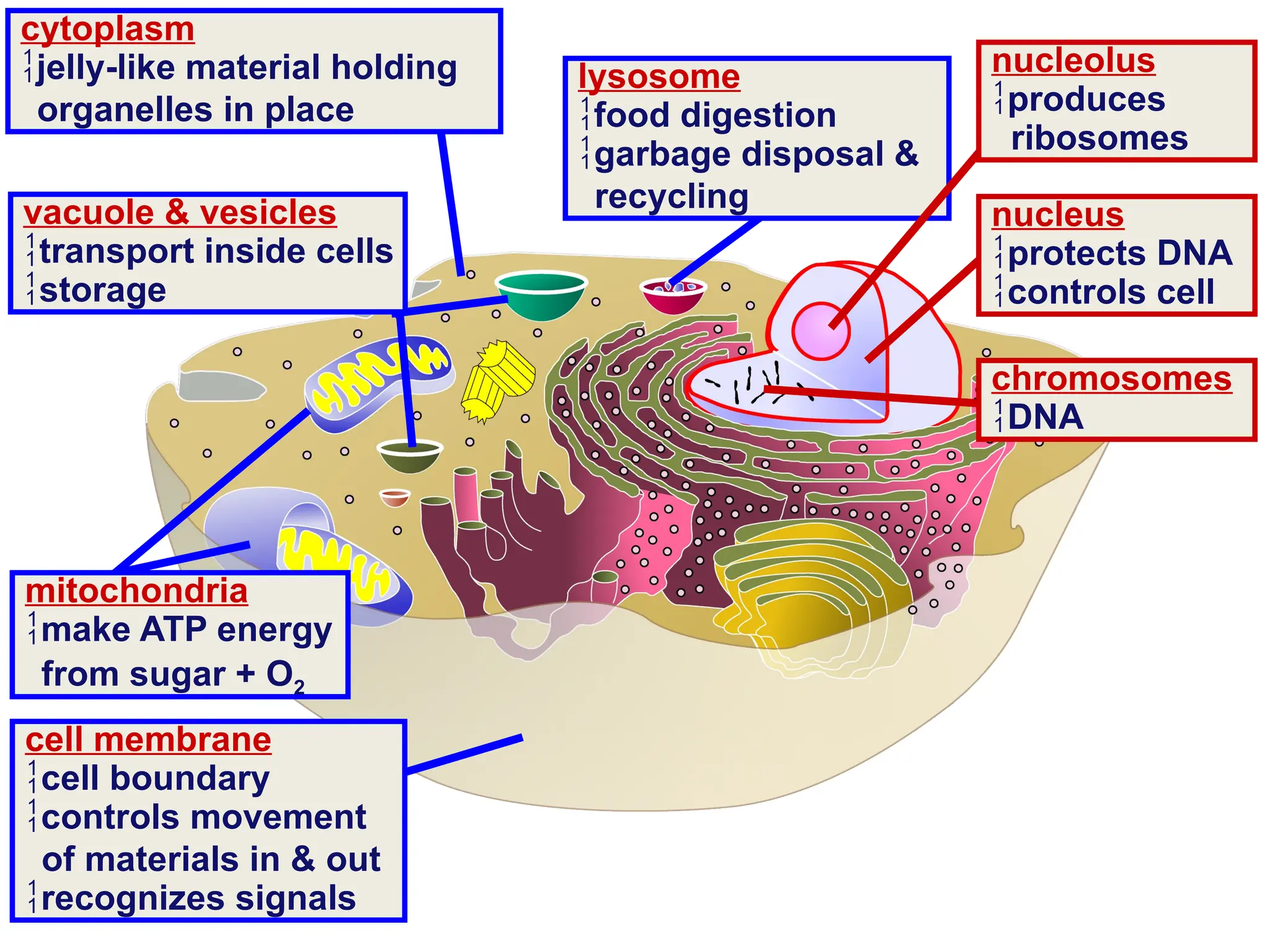Biology Cells to present cell structures | PPTX