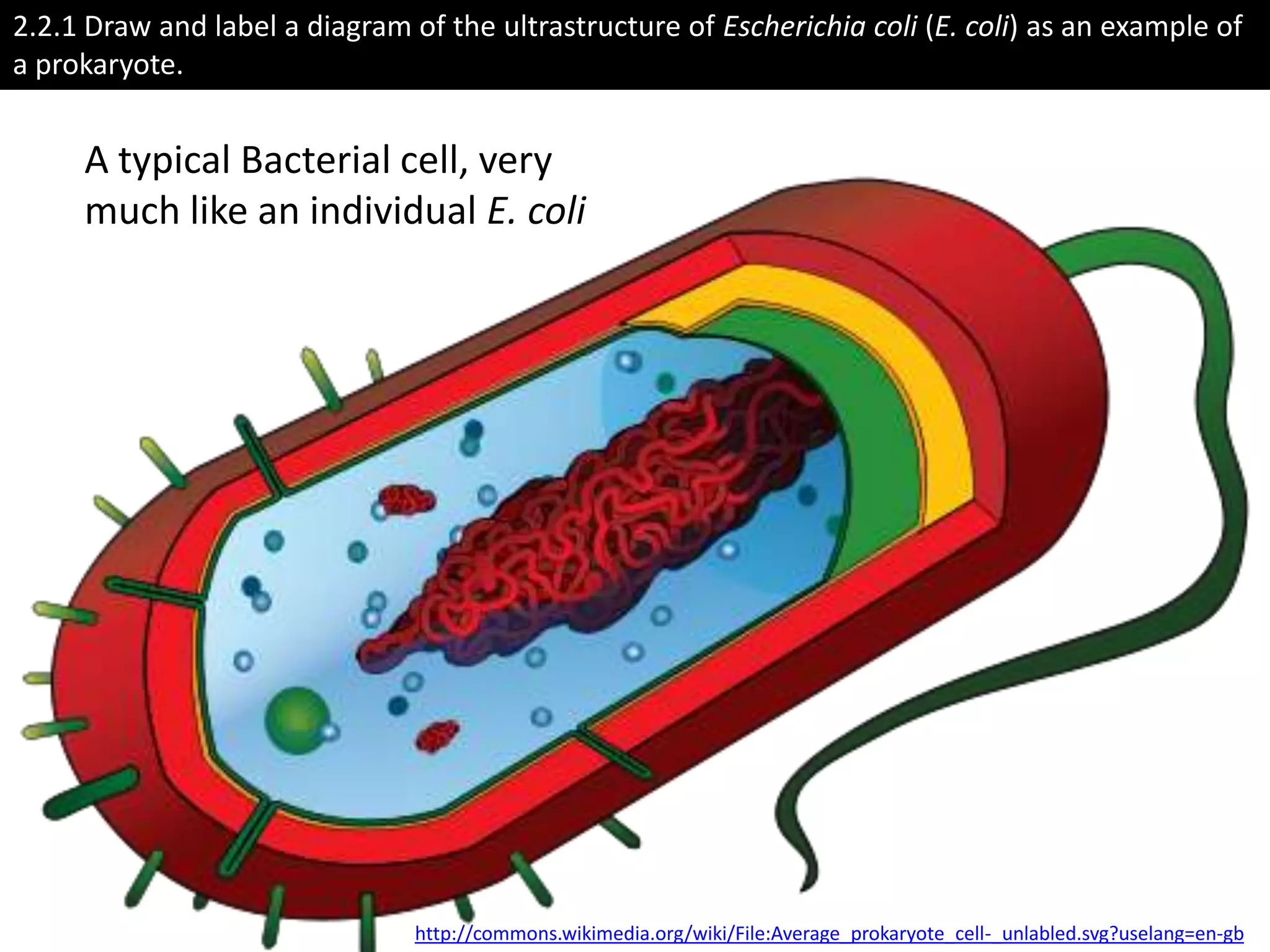 IB Biology Core 2.2: Prokaryotic Cells | PPTX