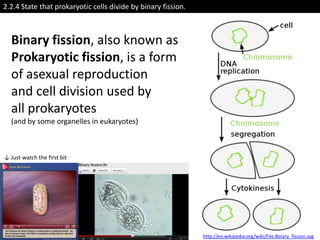 IB Biology Core 2.2: Prokaryotic Cells | PPTX