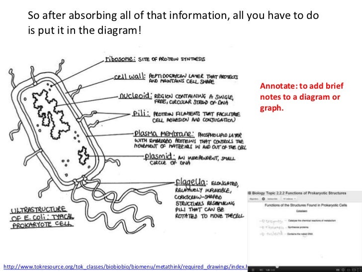 IB Biology Core 2.2: Prokaryotic Cells