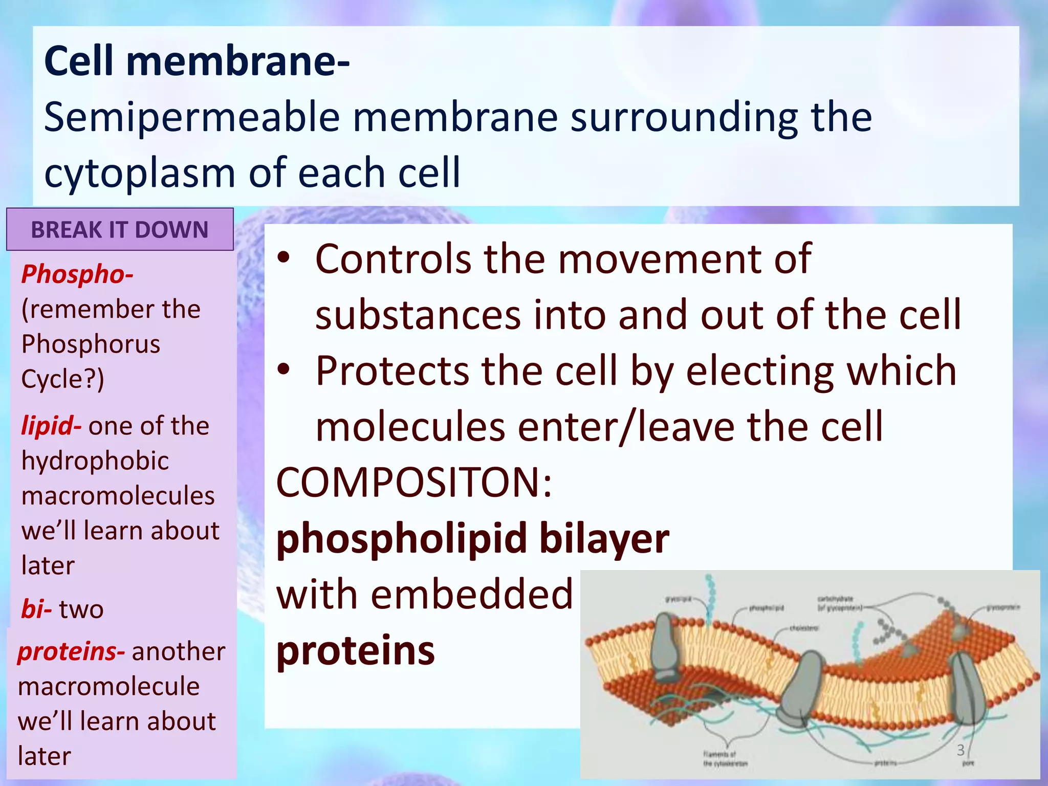 Cells 2 homeostasis | PPTX