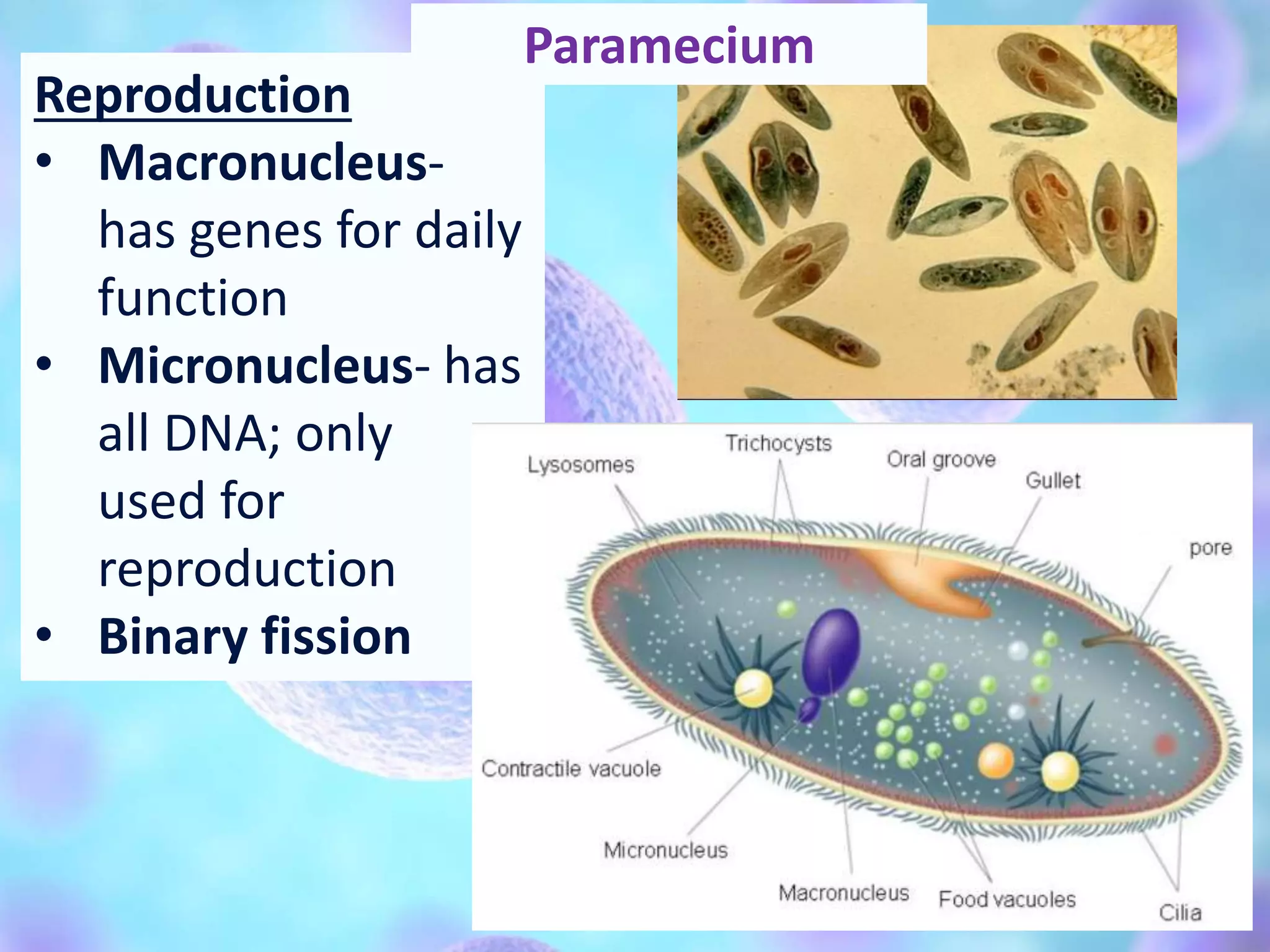 Cells 2 homeostasis | PPTX