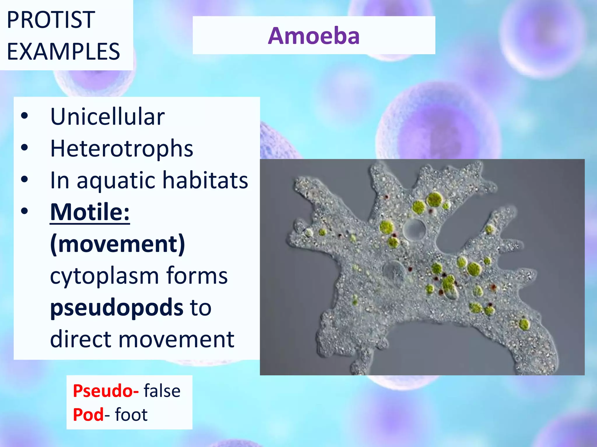 Cells 2 homeostasis | PPTX
