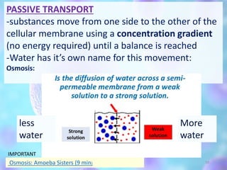 Cells 2 homeostasis | PPTX