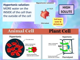 Cells 2 homeostasis | PPTX