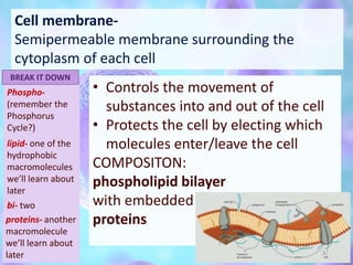 Cells 2 homeostasis | PPTX