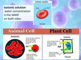 Homeostasis Cell Diagram
