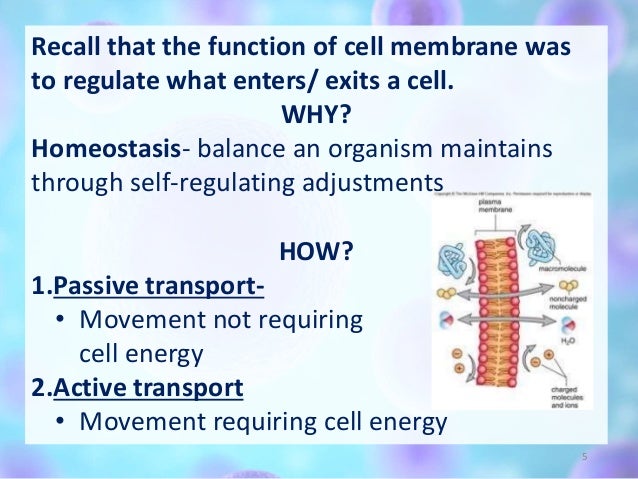 7.4 Homeostasis And Cells , Cell Transport and Homeostasis Flashcards ...
