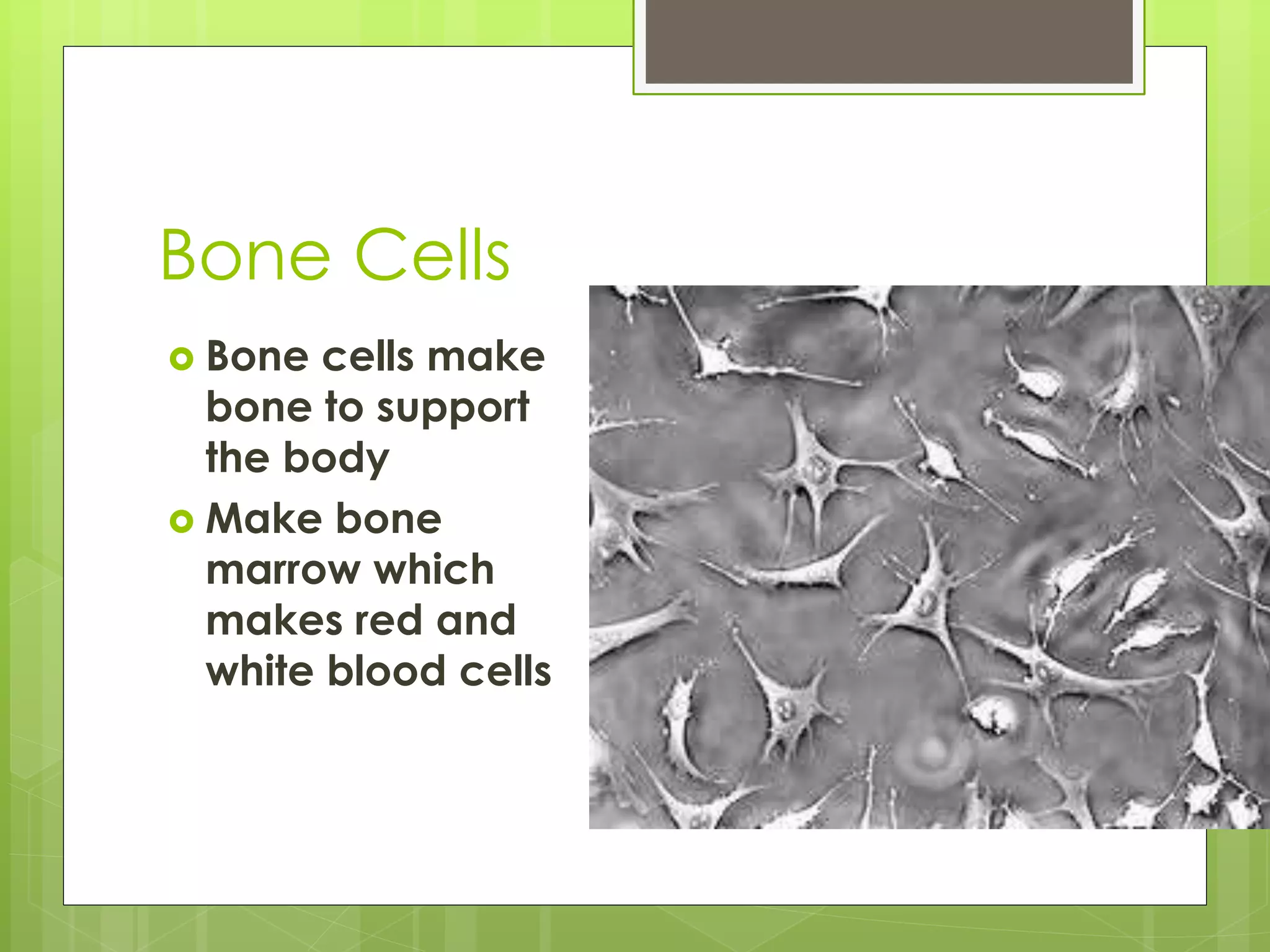 Cells and cell specialization | PPTX