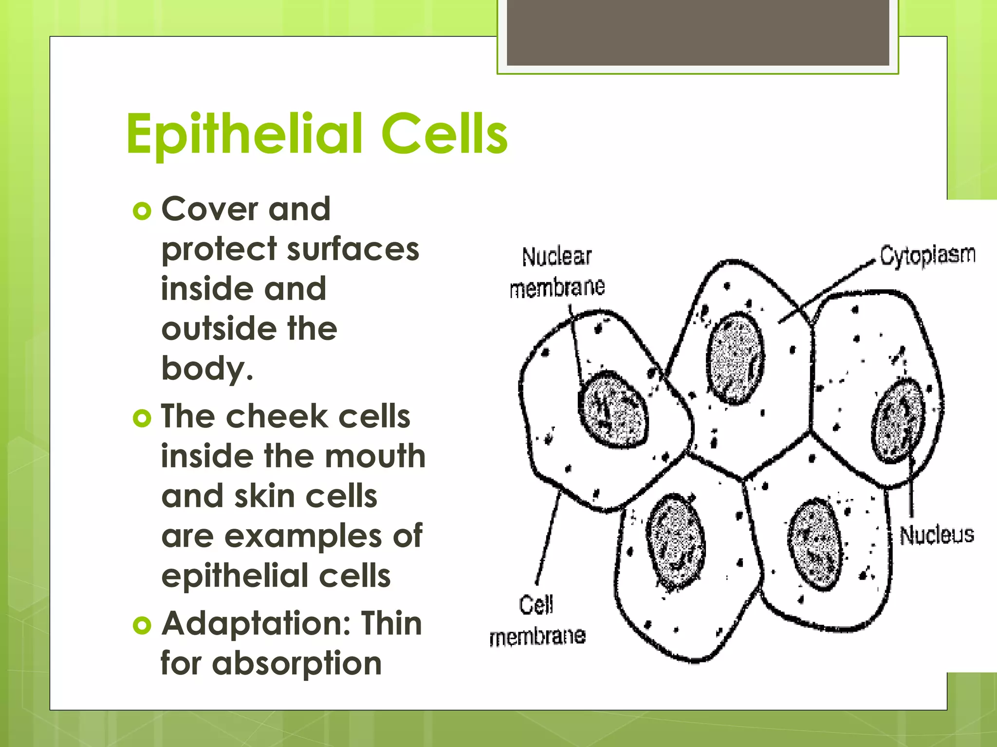 Cells and cell specialization | PPTX