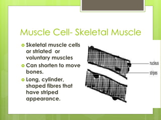 Cells and cell specialization | PPTX